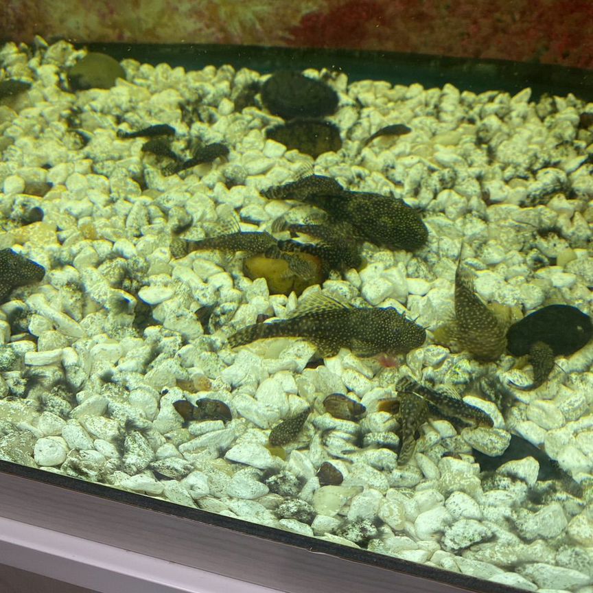 Продам сомиков анцитрусов