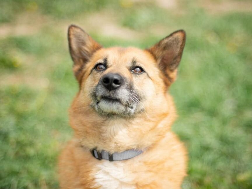 Собака из приюта ищет семью