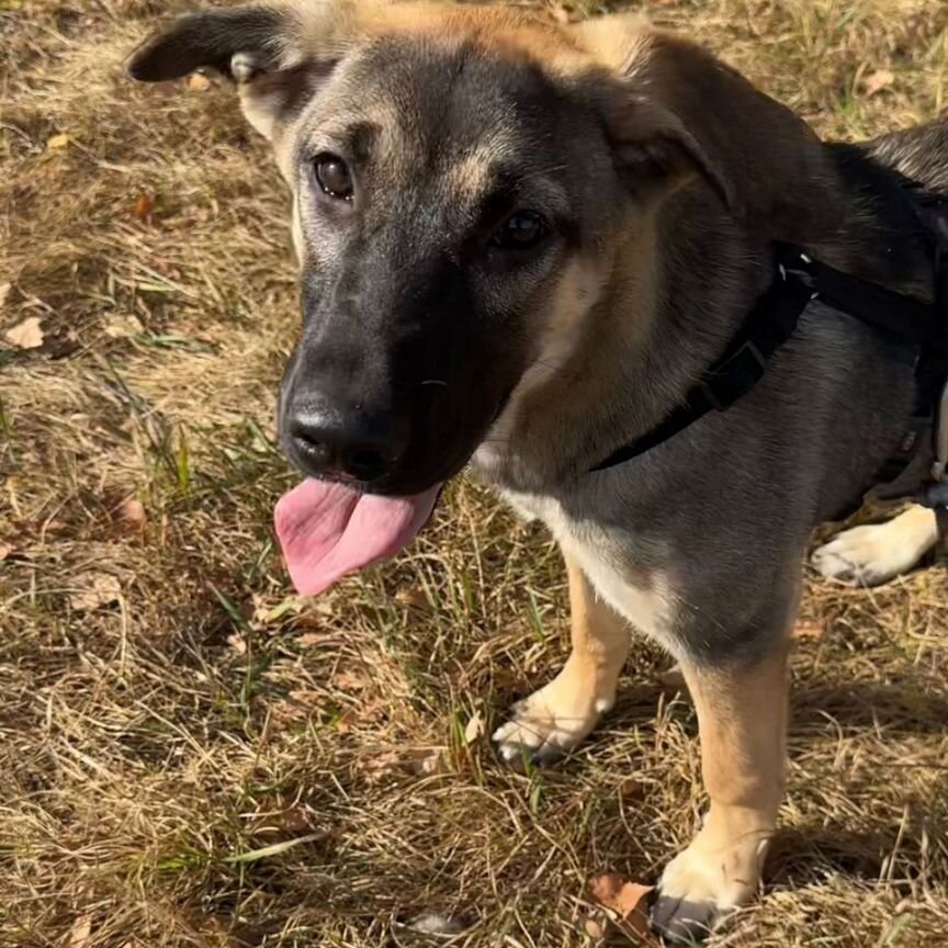 Малышка Полли