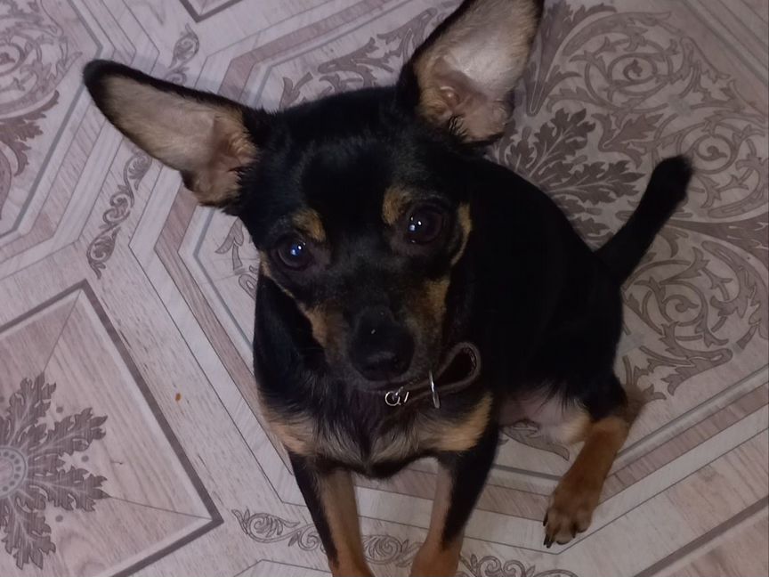 Щенки русский той-терьер длинношерстный