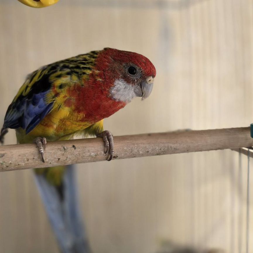 Попугай Роззела