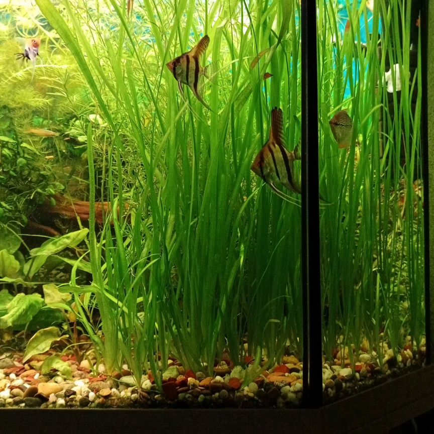 Растения для аквариума