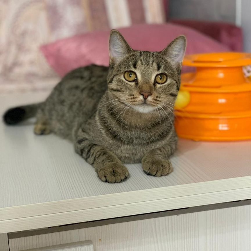 Кошка Настя в семью