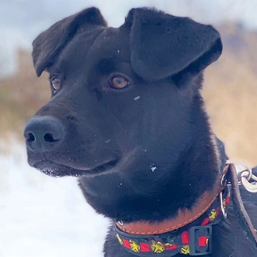 Альба. Потеряшка из Балатовского парка ищет хозяев