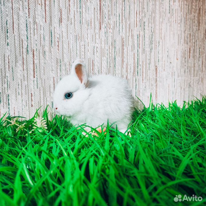 Кролик - гермелин
