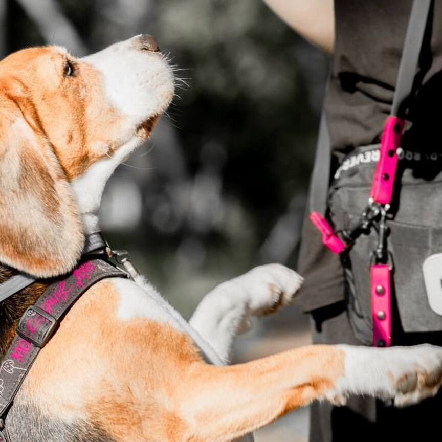 Шлейка для собак - авантюрист