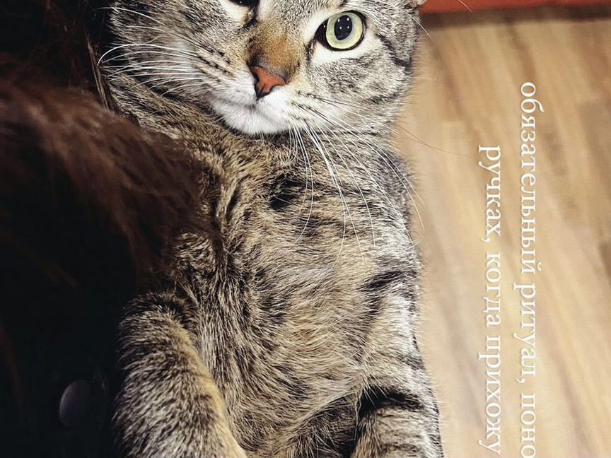 Котенок 10 мес