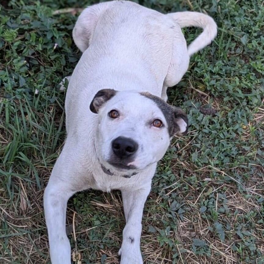 Позитивная и активная собака Белла ищет хозяина