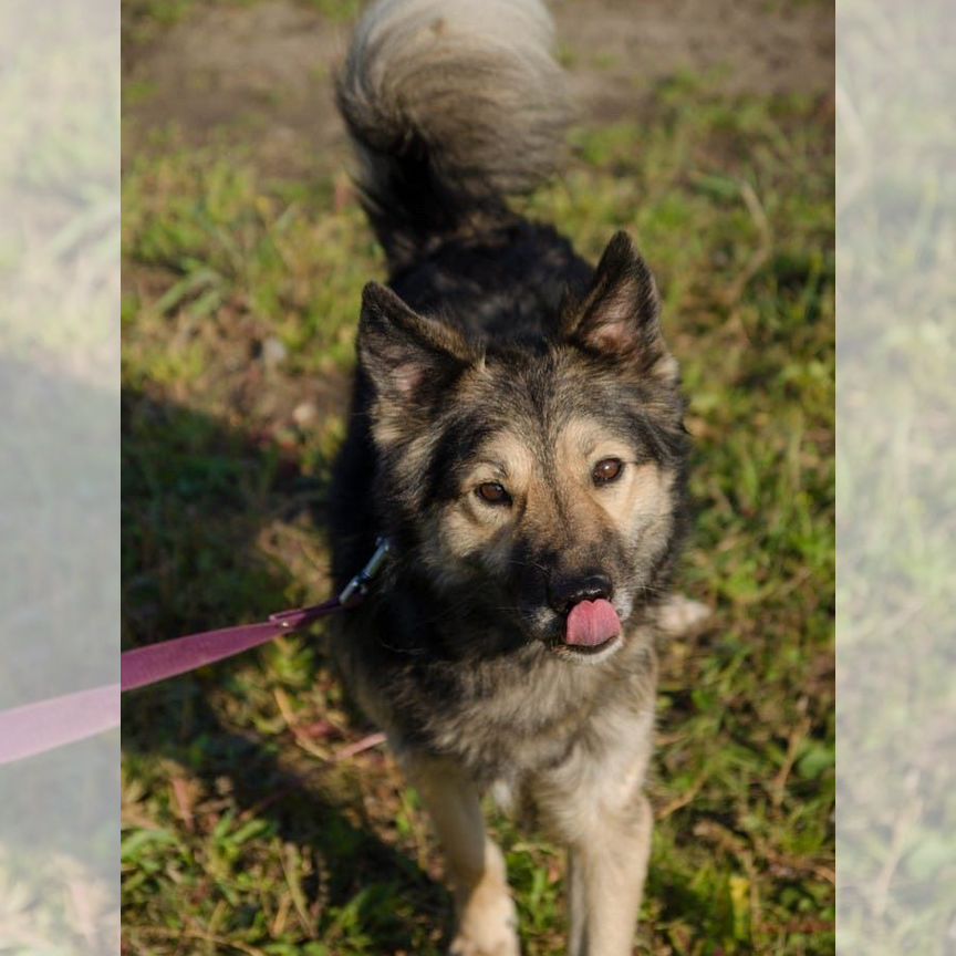 Взрослый пёс в добрые руки