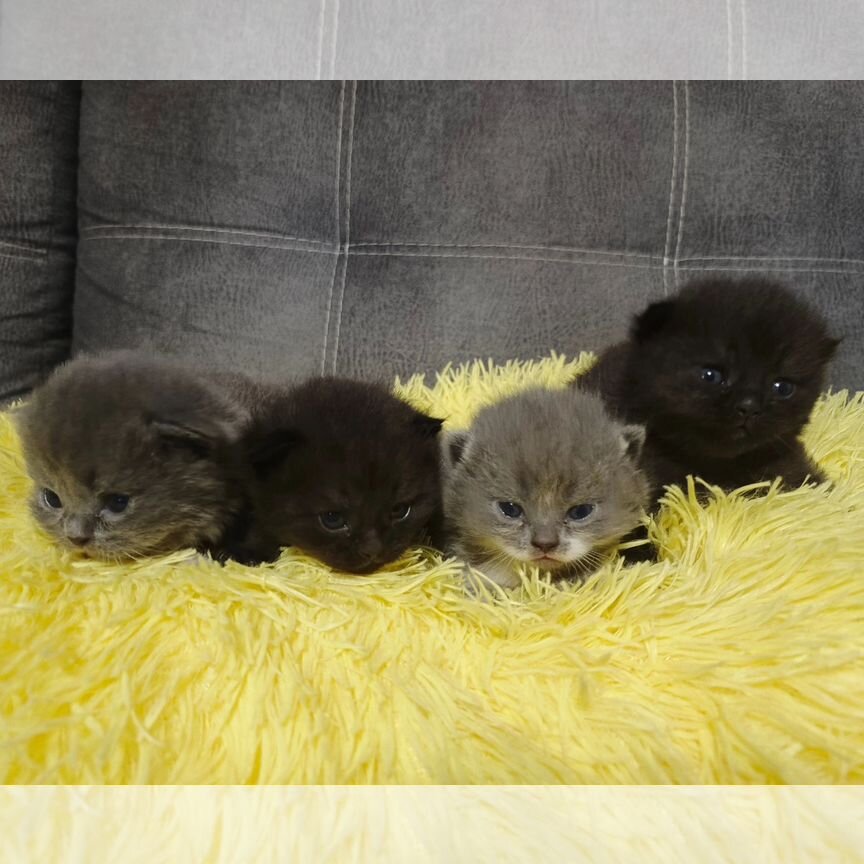 Чистокровные шотландские вислоушки