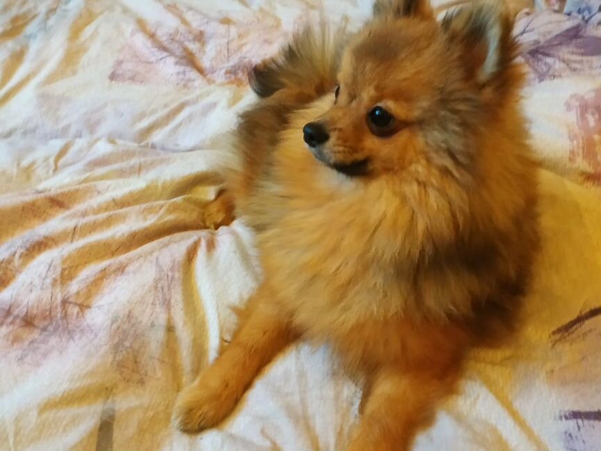 Чудесный Шпиц соболек мальчик 5 месяцев