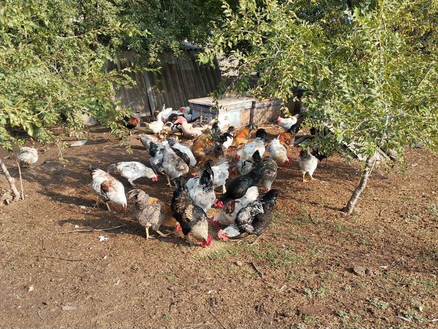 Молодые петухи