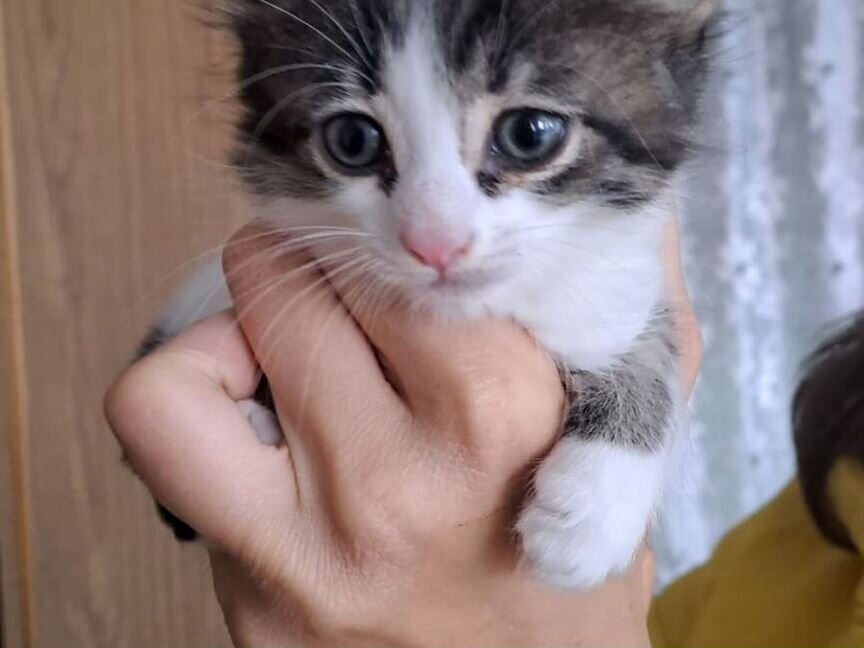 Котёнок мальчик