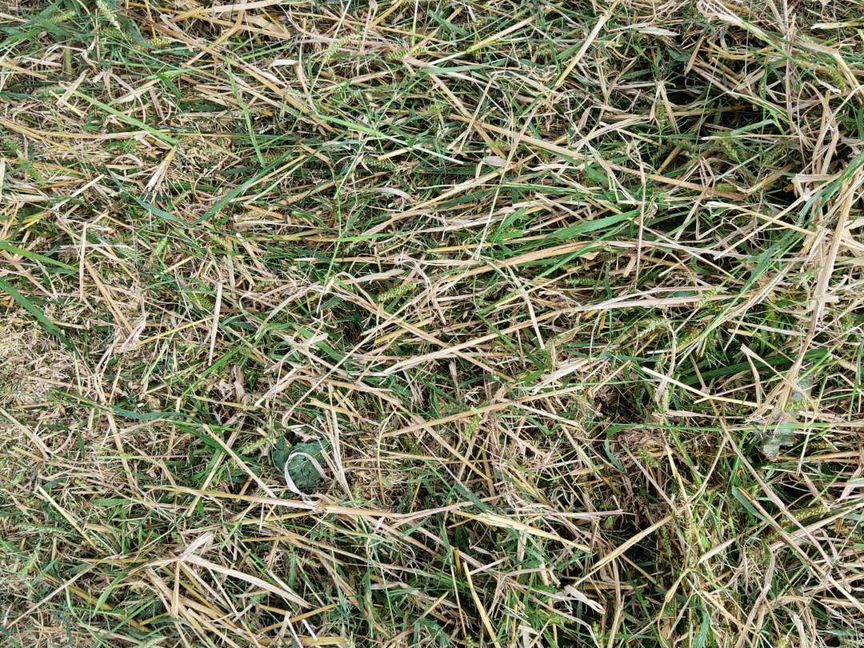 Солома ячменная пшеничная овсенная