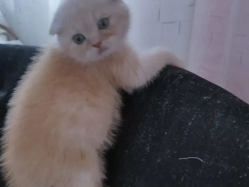 Шотландский котенок мальчик