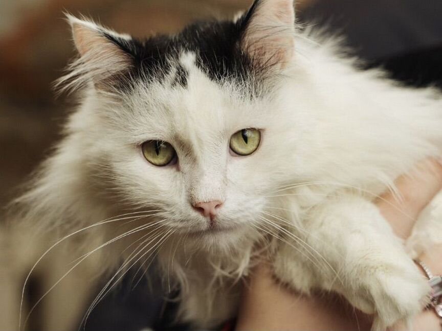 Кот