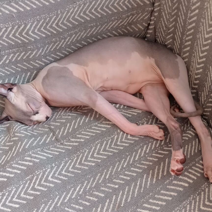 Канадский сфинкс котёнок