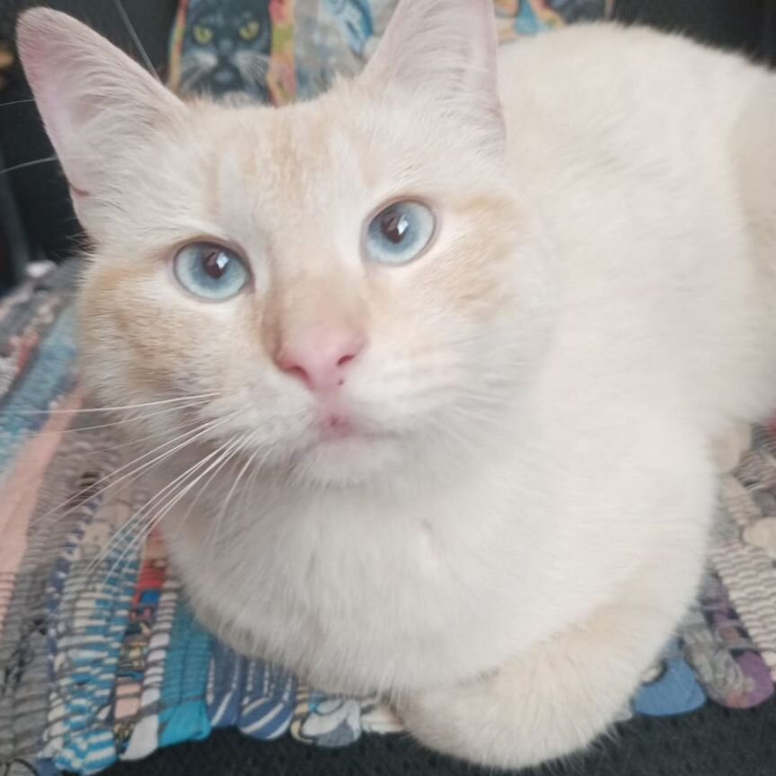 Пристраивается котик