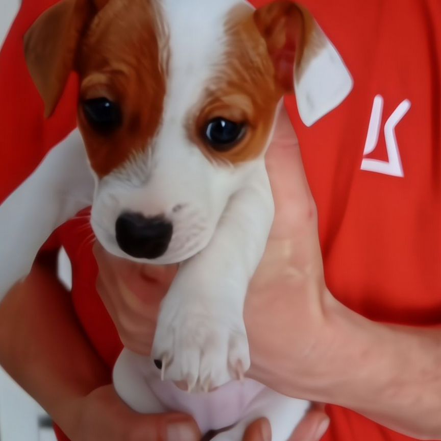 Джек-рассел-терьер, щенок