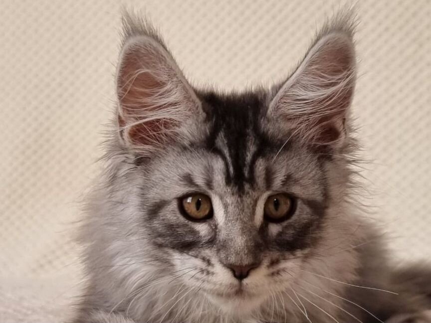 Кошечка котенок мейн-кун с документами