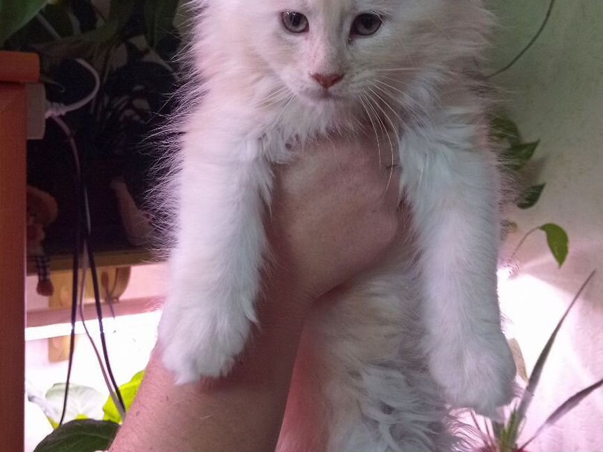 Котята мейн-кун, чистокровные