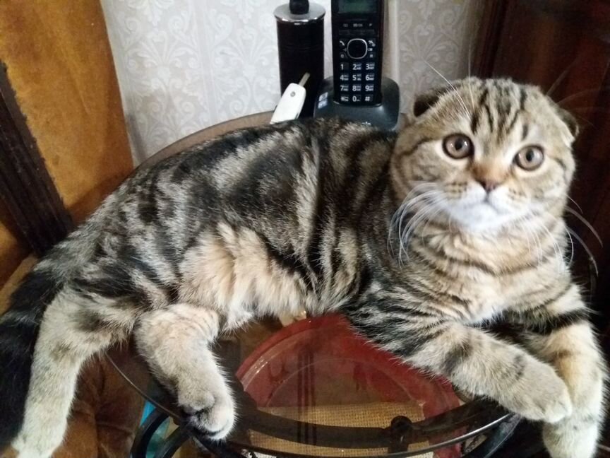 Шотландское чудо