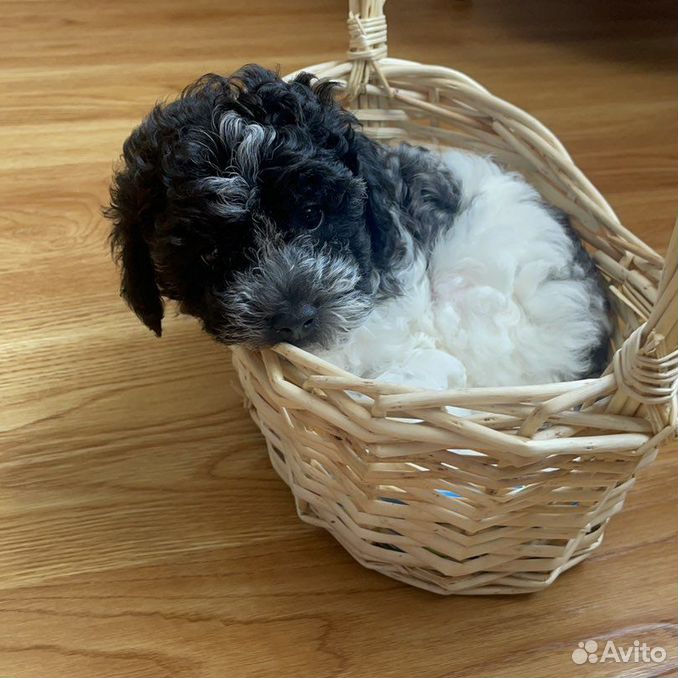 Собака пудель арлекин