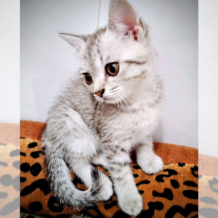 Британский короткошёрстный котёнок