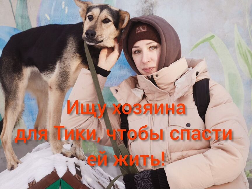 Самая милая собака Тики