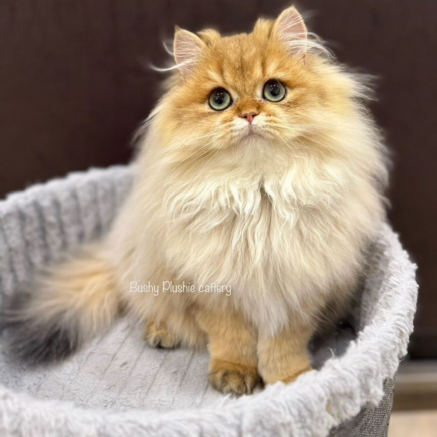 Британский котенок