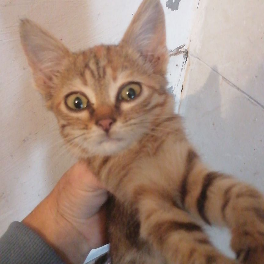 Британский короткошёрстный котёнок