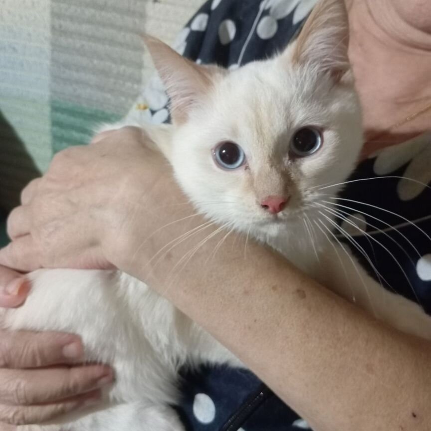 Тонкийский голубоглазый котик