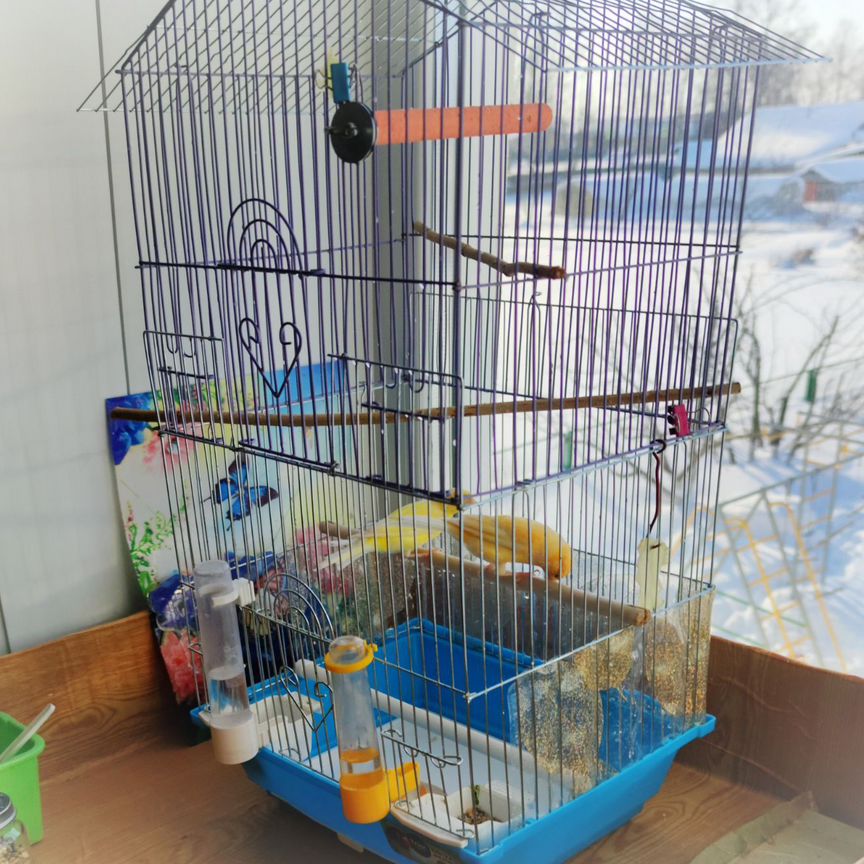 Канарейки с клеткой