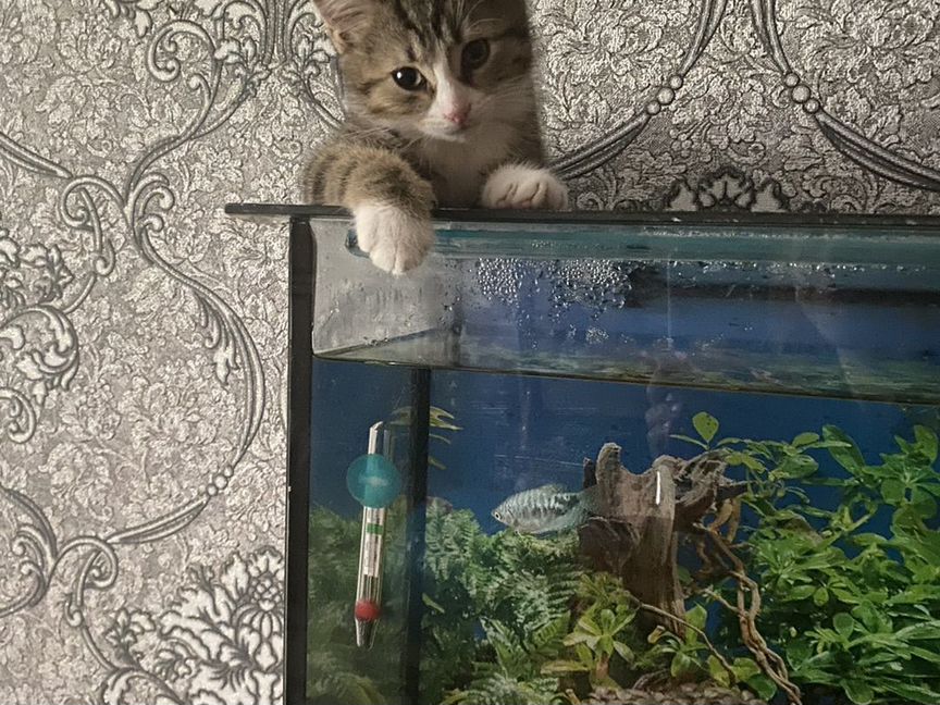 Домашний охранник)