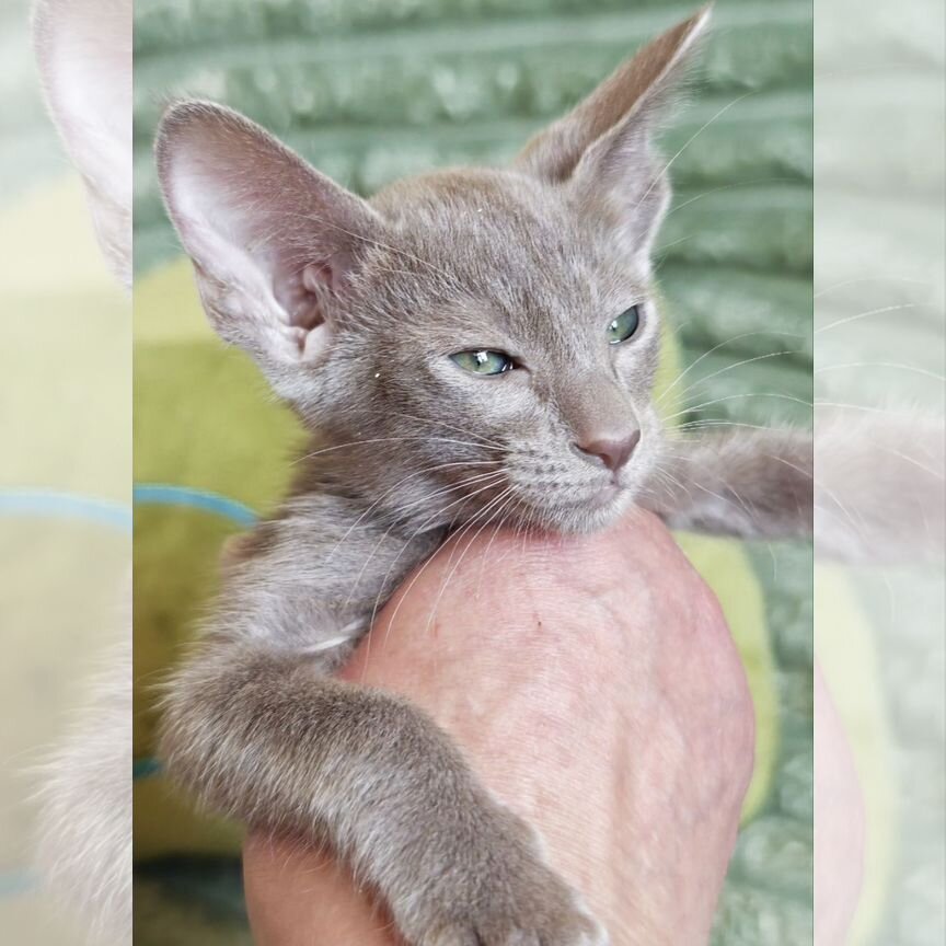 Ориентальный котёнок