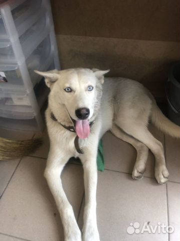 Найдена собака хаска