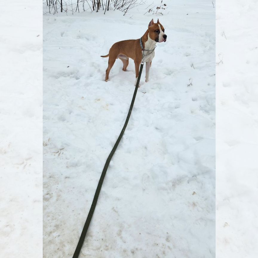 Американский стаффордширский терьер, взрослый пёс