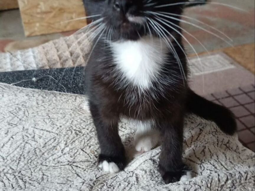 Котенок ищет семью
