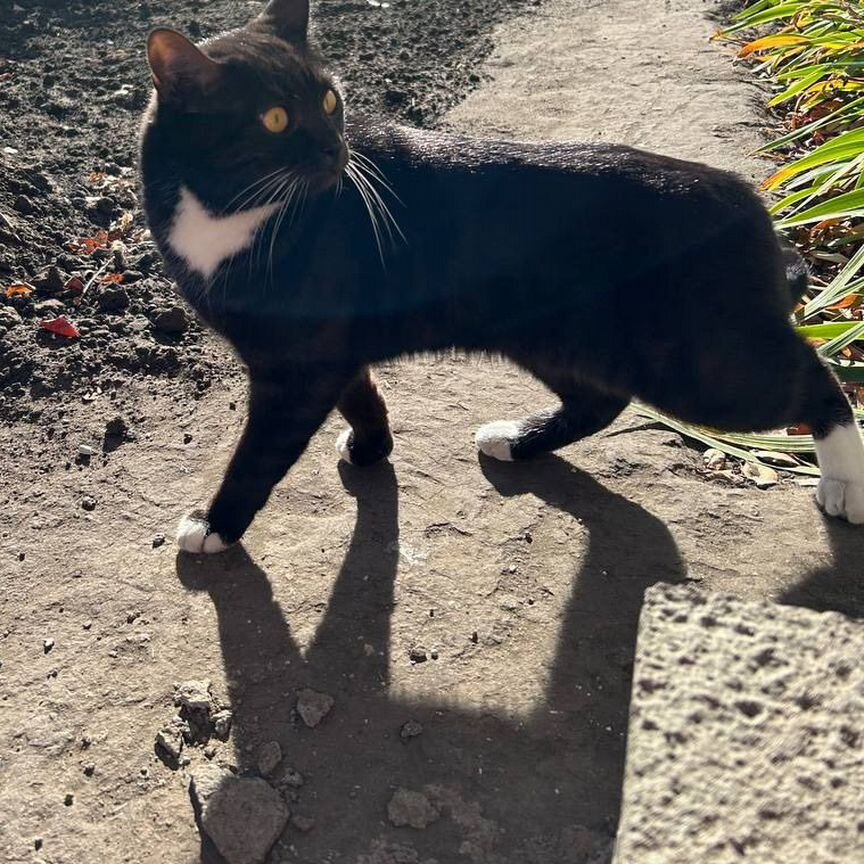 Отдам в добрые ручки котика Тихона