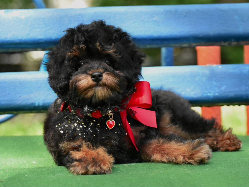 Мальтипу мальчик