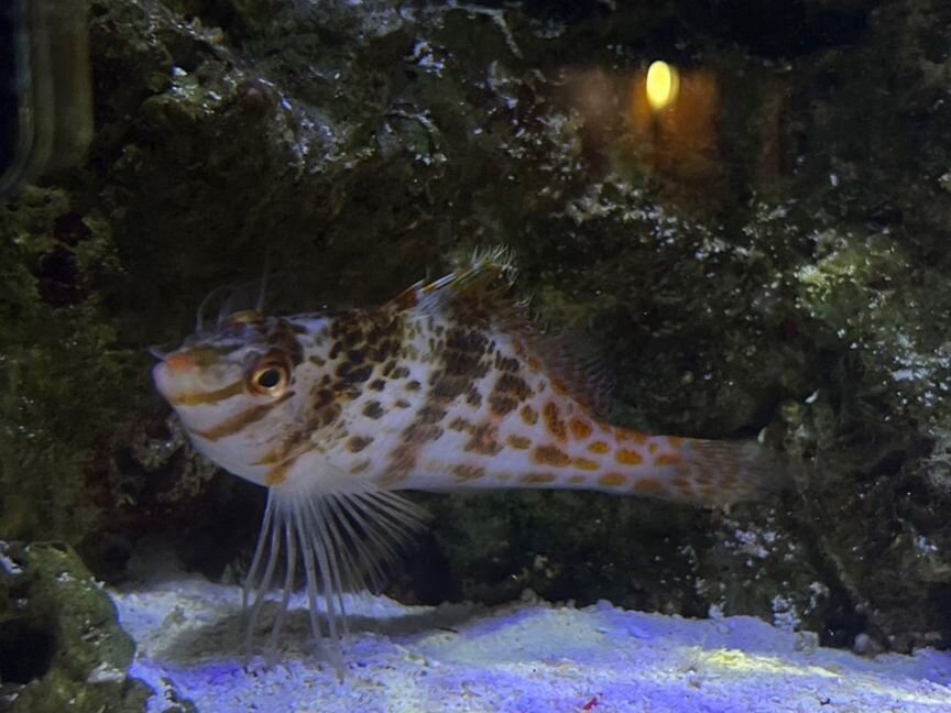 Морская рыба