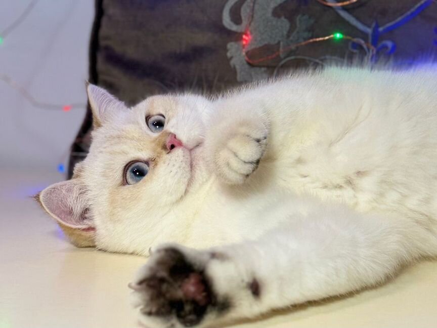 Британский кот золотая шиншилла поинт