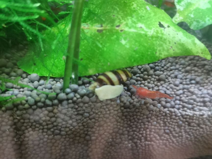 Улитки Хелены (билайн)