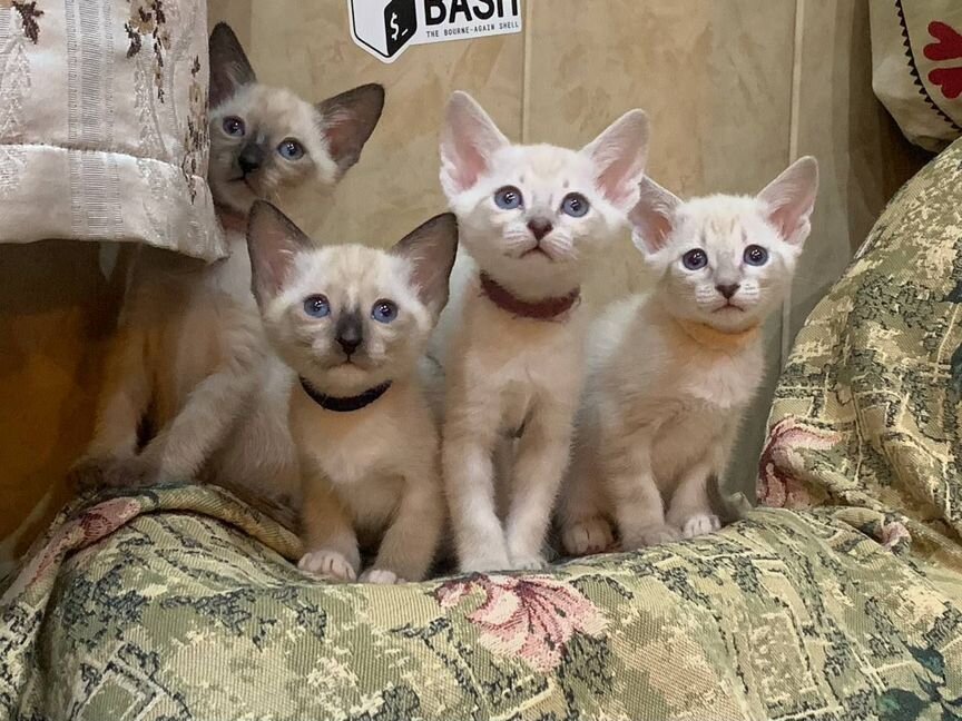 Ориентальные котята микс. Папа капитан