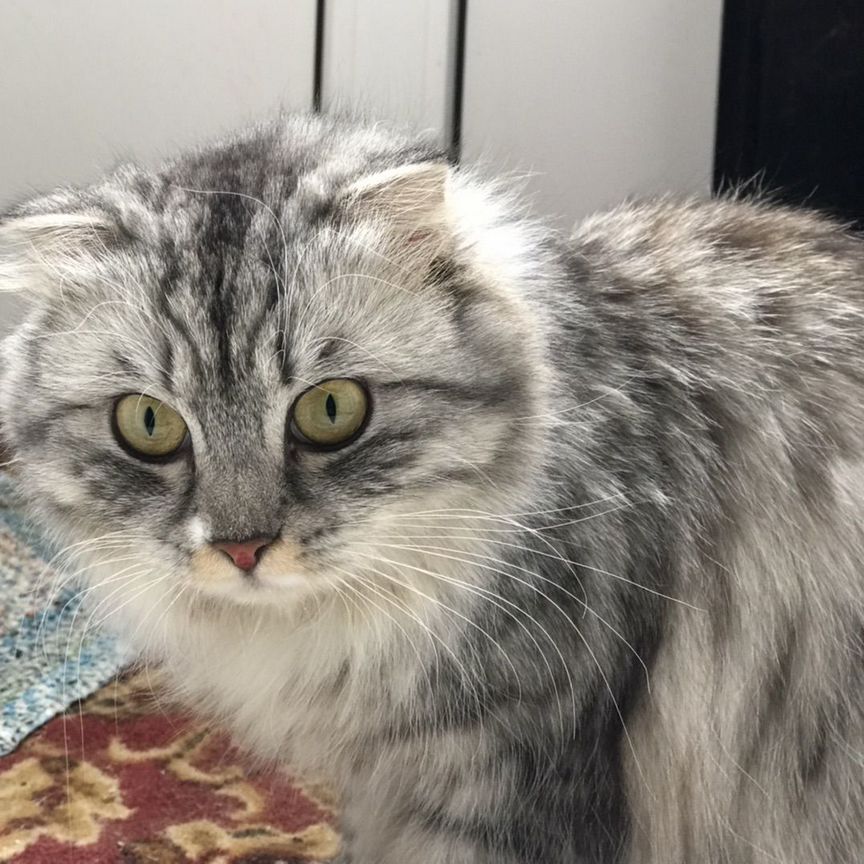 Шотландская вислоухая длинношёрстная, взрослая кошка