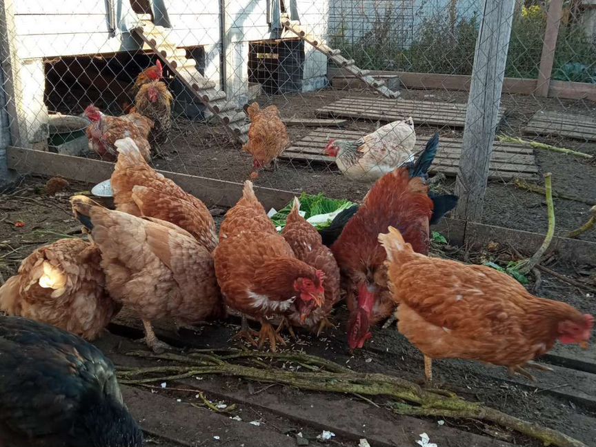 Куры несушки на мясо