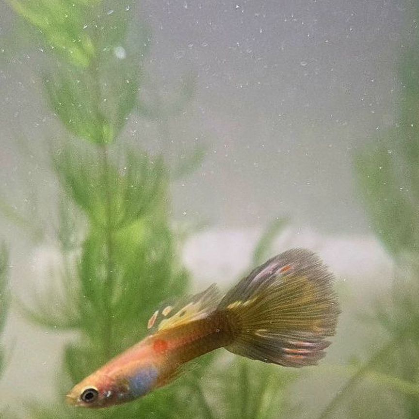 Аквариумные рыбки гуппи