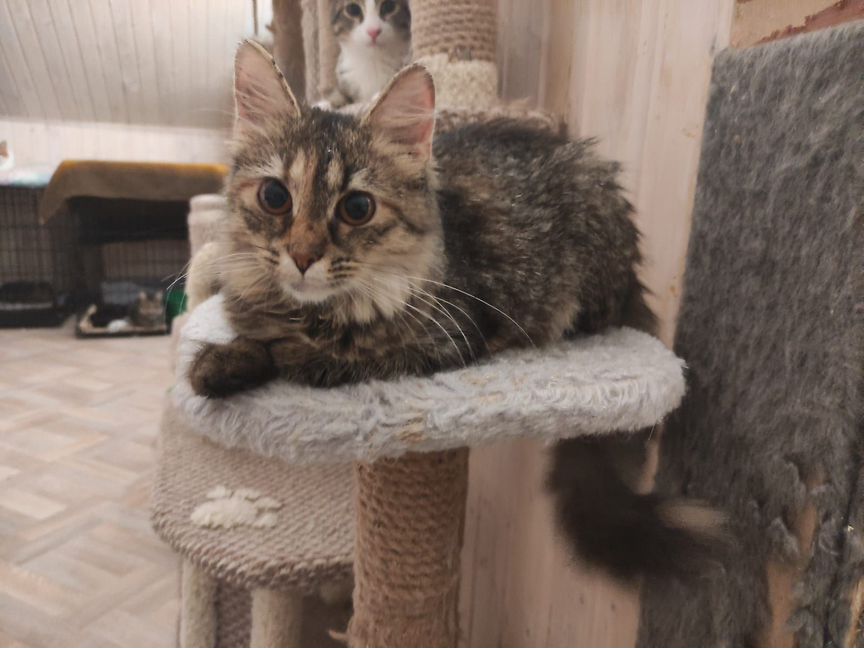 Кошка девочка подросток