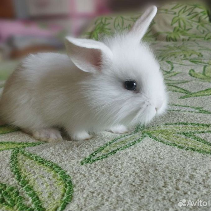 Декоративные крольчата