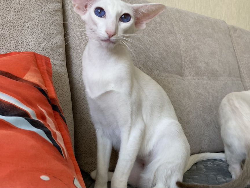Ориентальные котята
